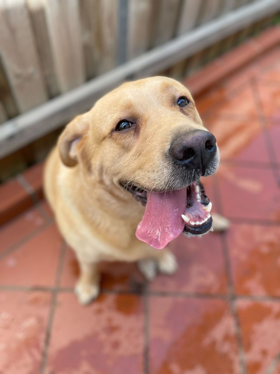 Cinnamon - Large Female Labrador Mix Dog in NSW - PetRescue