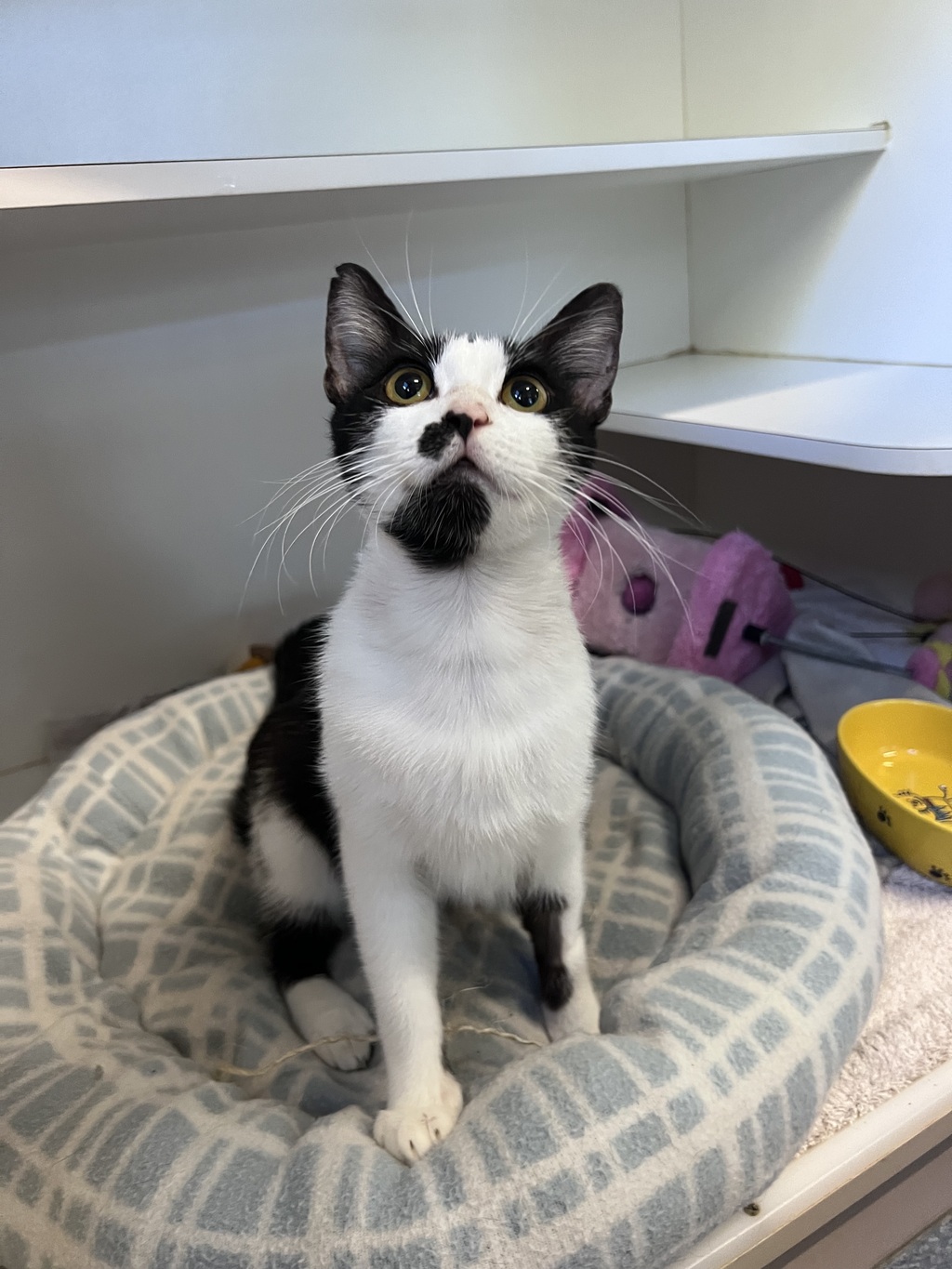 Nashi - Female Dsh Mix Cat in WA - PetRescue