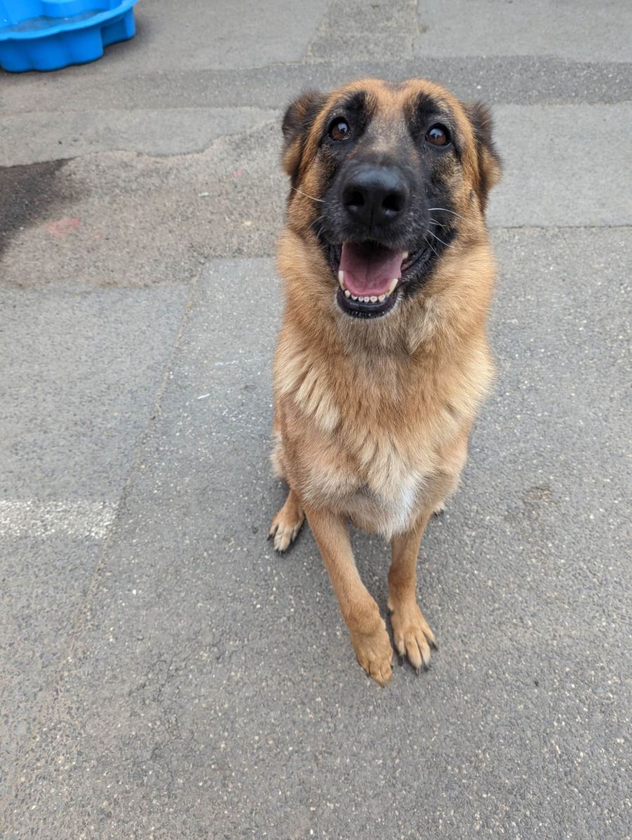 Ash - Large Female German Shepherd Dog in VIC - PetRescue