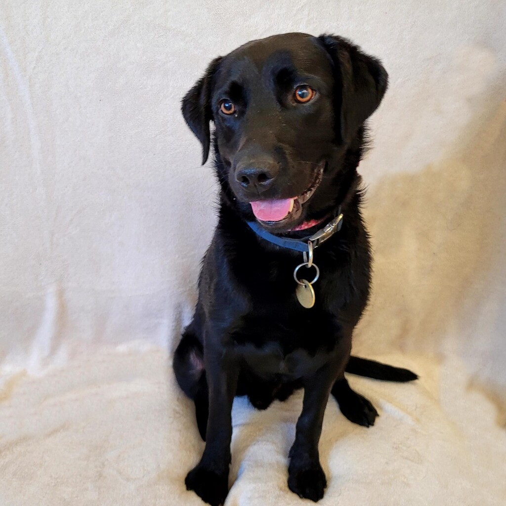 Louie - Large Male Labrador Mix Dog in VIC - PetRescue