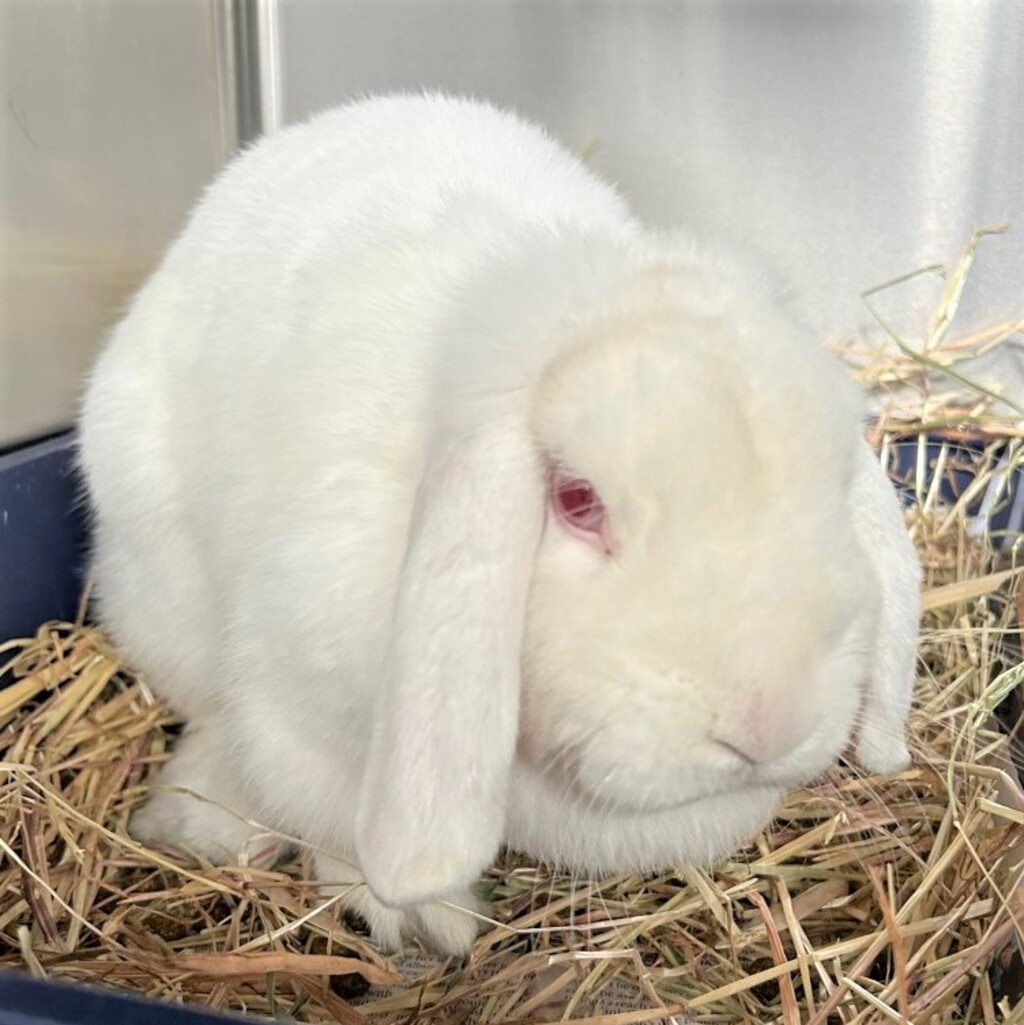 Pickles - Female Mini Lop x Ruby Eyed White Mix Rabbit in VIC - PetRescue