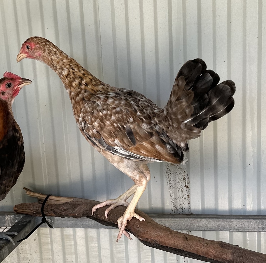 Bebop - Male Bantam Mix Fowl in QLD - PetRescue