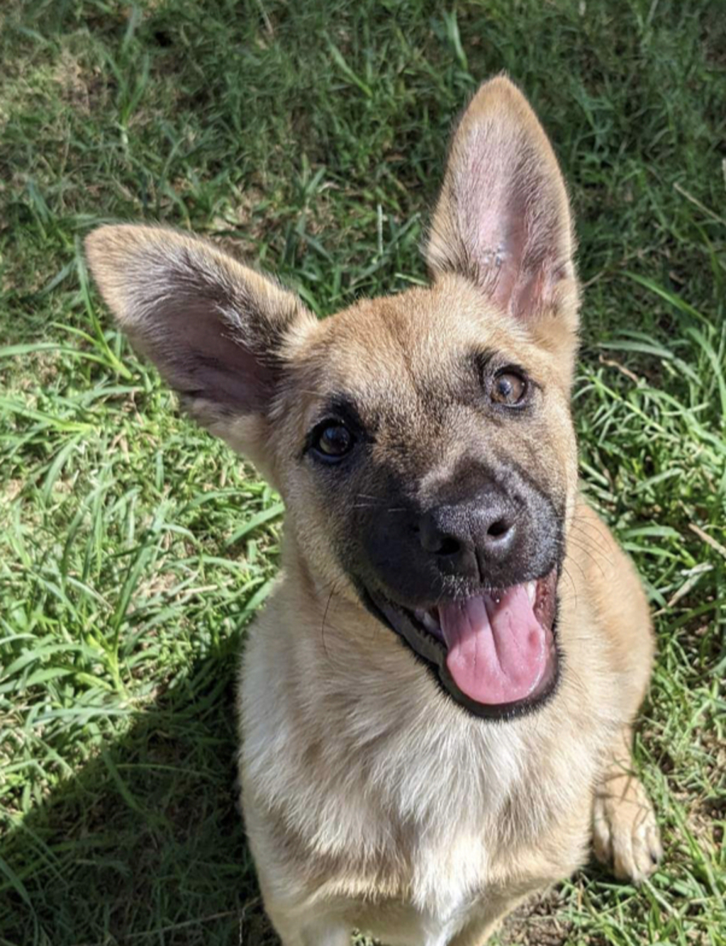 William - Large Male Anatolian Shepherd x Australian Cattle Dog Mix Dog ...