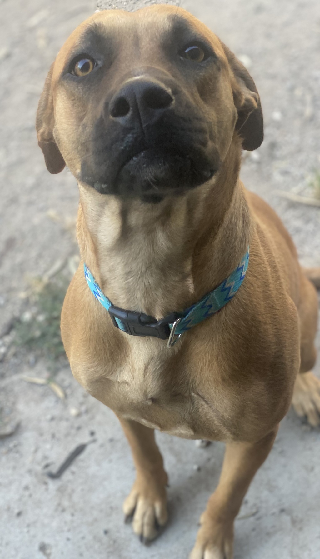 Aubrey - Large Female Rhodesian Ridgeback x Staffordshire Bull Terrier ...