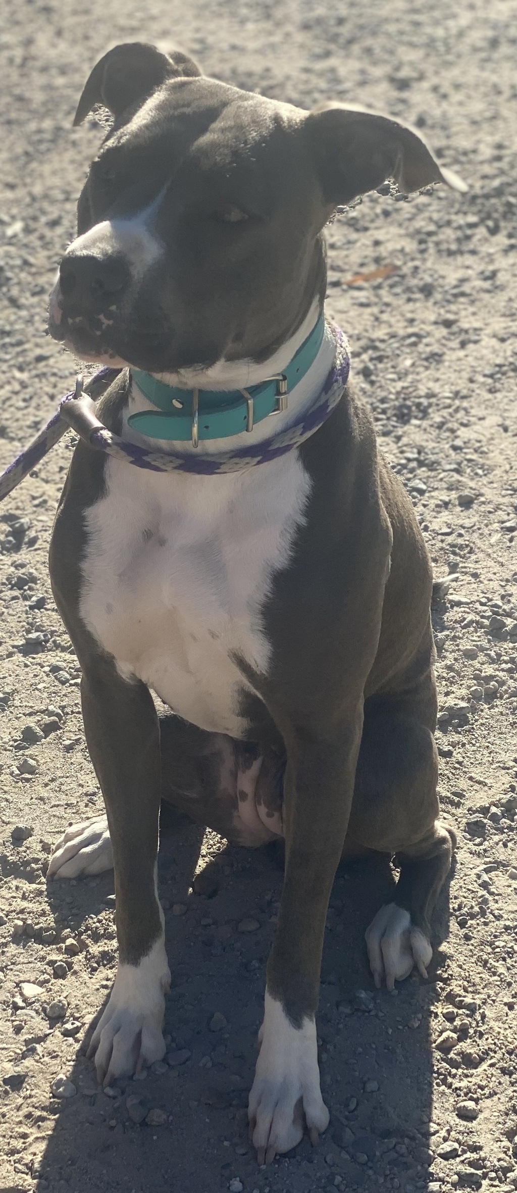 Coco - Medium Female American Staffy Mix Dog in VIC - PetRescue