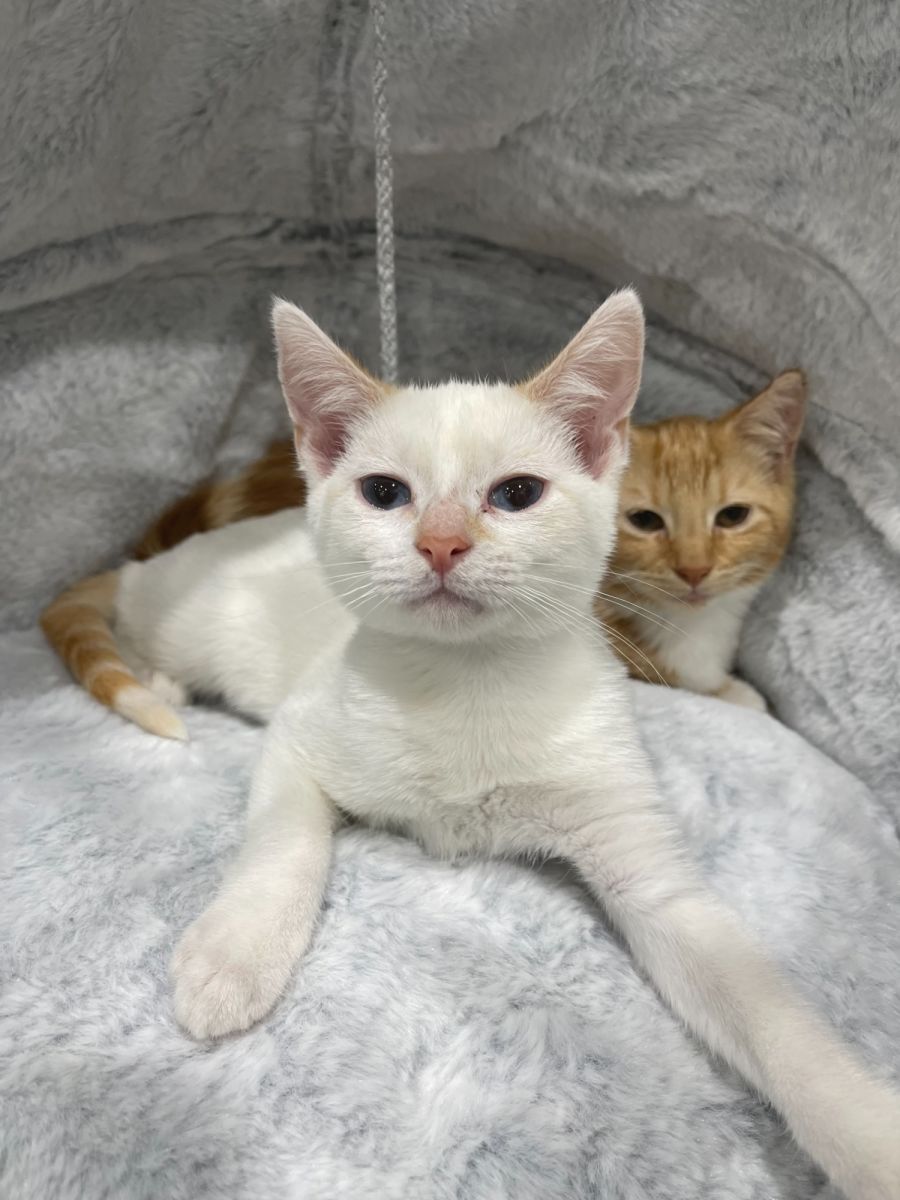 Loni - Male Domestic Short Hair Cat in VIC - PetRescue