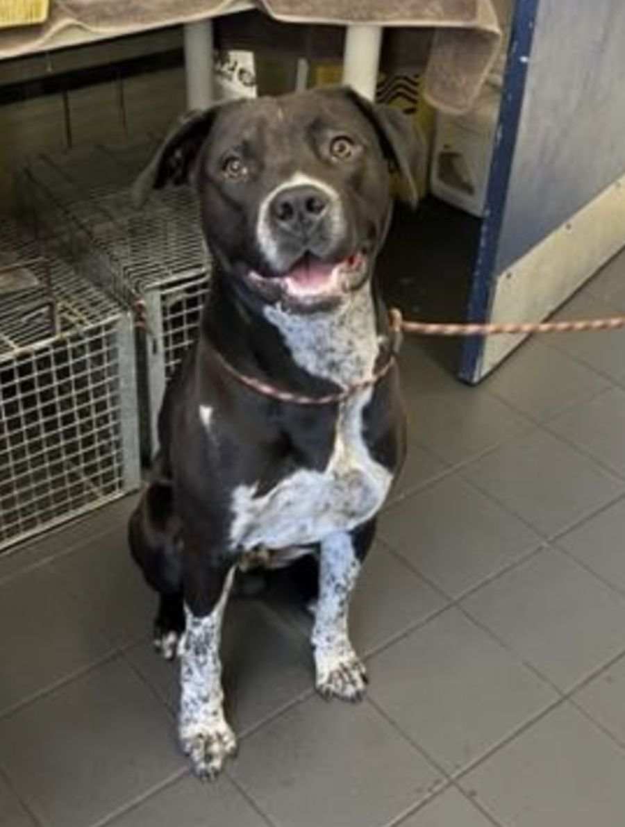 Pumba (imp. 34) - Medium Male American Staffordshire Terrier x ...