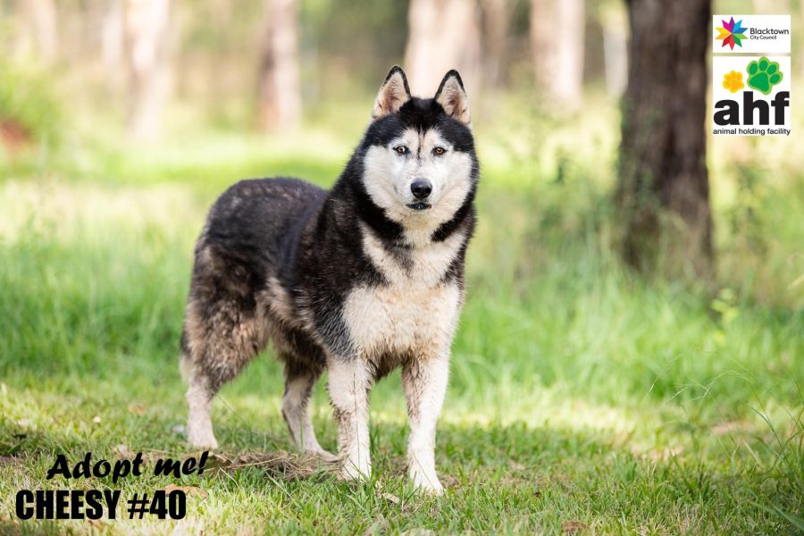 Cheesy (imp. 40) - Large Male Siberian Husky Dog in NSW - PetRescue