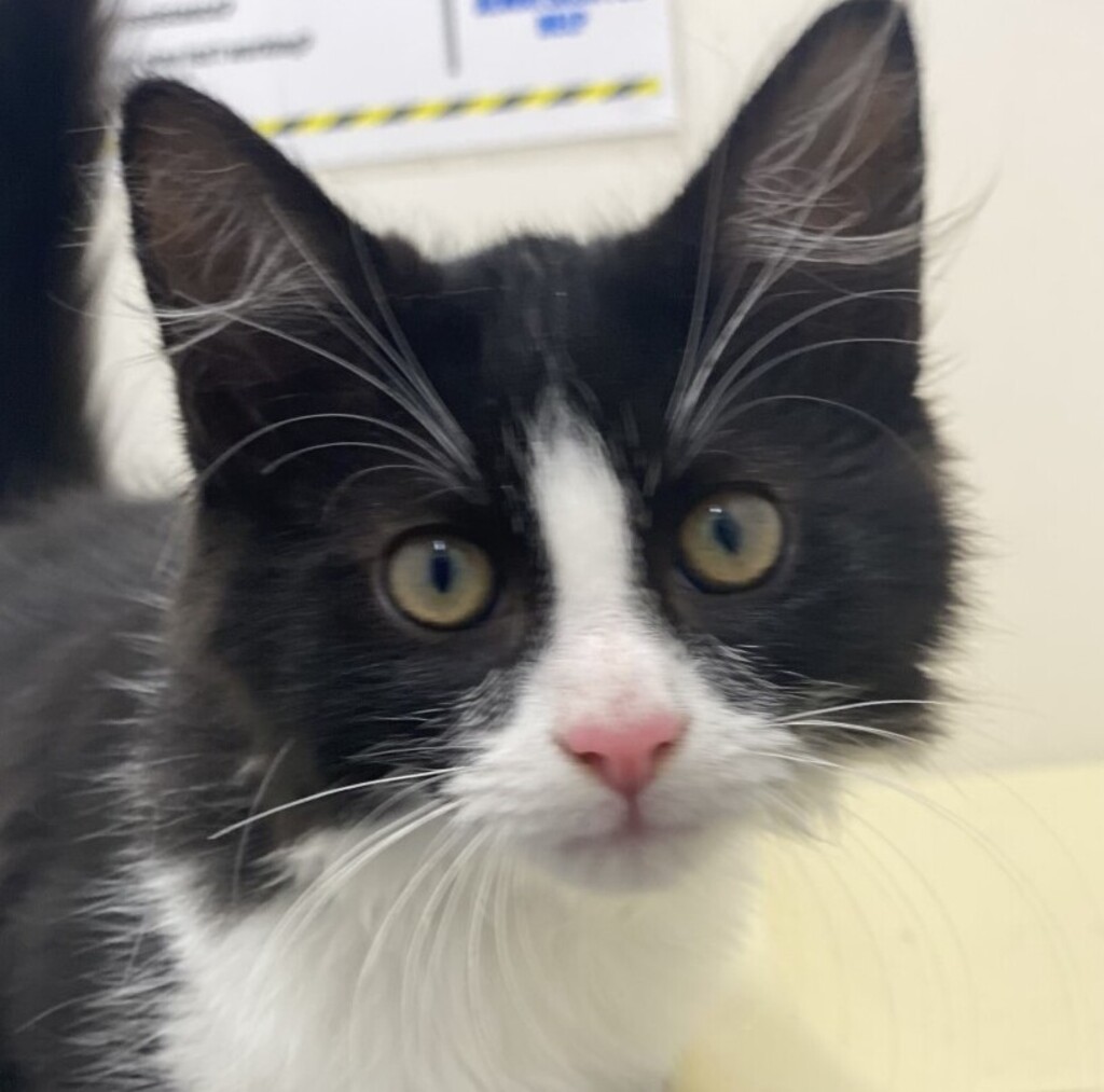Nacho - Female Domestic Medium Hair Cat in VIC - PetRescue