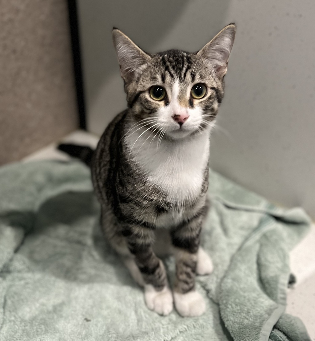 Pumba - Male Domestic Short Hair Mix Cat in NSW - PetRescue