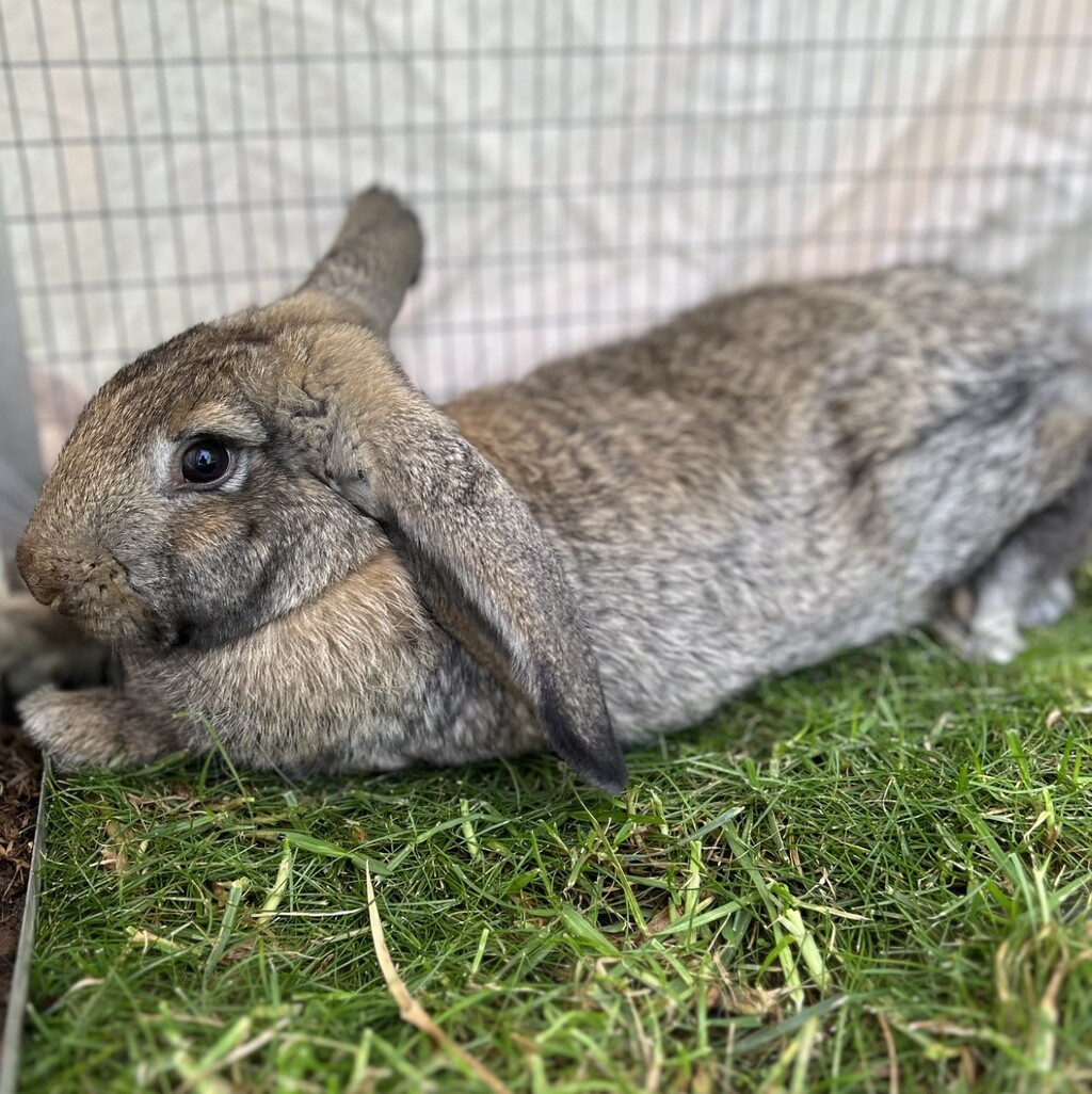 Pancakes - Female Lop Eared Mix Rabbit in VIC - PetRescue