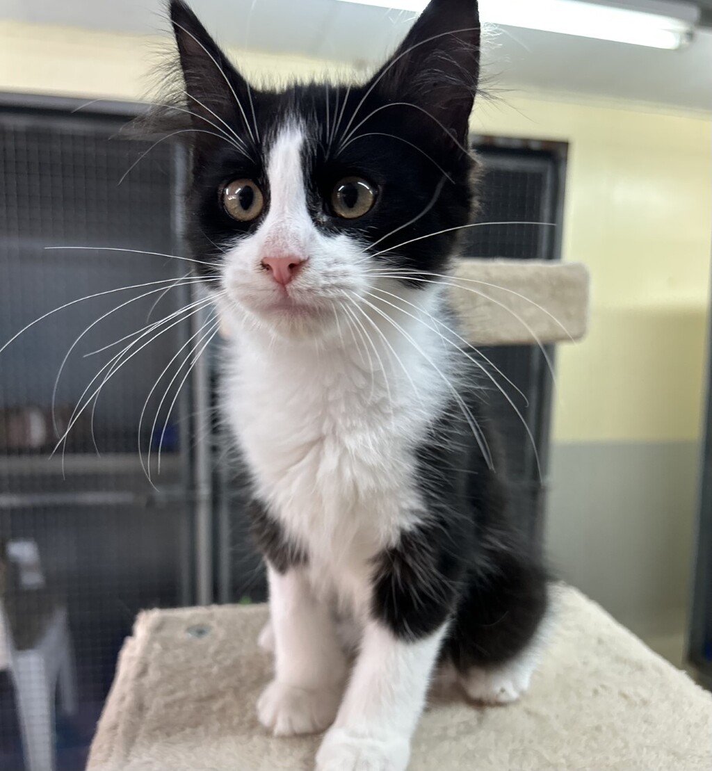 Itsy Bitsy - Female Domestic Medium Hair x Manx Mix Cat in VIC - PetRescue