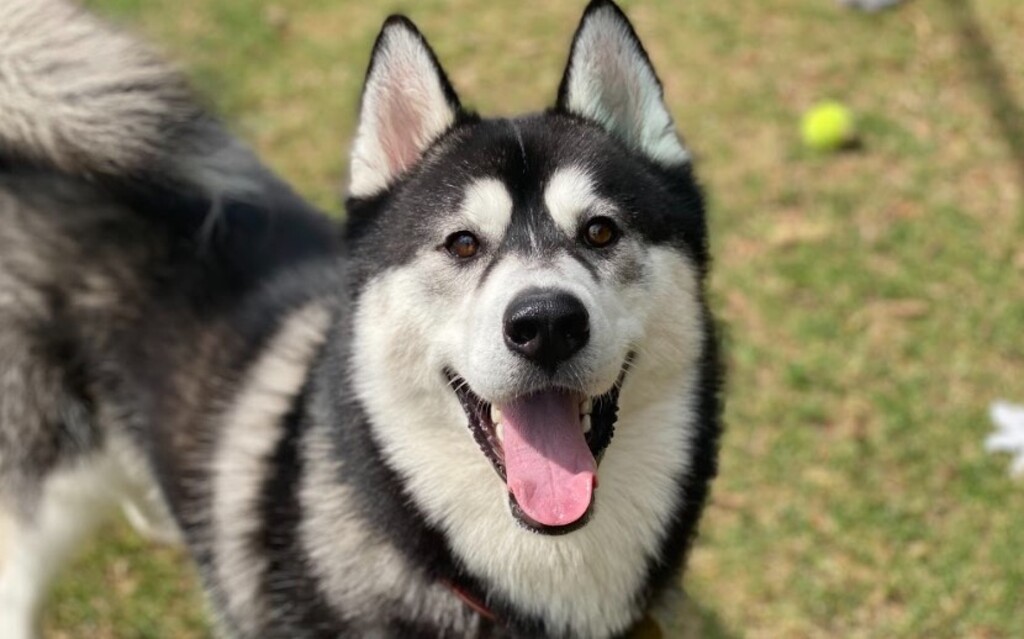 Jay Jay - Large Male Alaskan Malamute x Siberian Husky Mix Dog in VIC ...