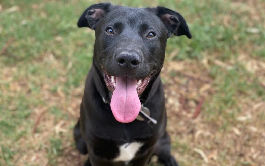 Cedric - Large Male Labrador x Staffy Mix Dog in VIC - PetRescue