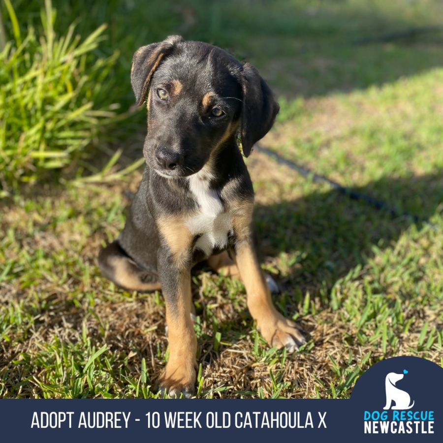Audrey - 10 Wk Catahoula x (On Trial) - Medium Female Catahoula x Border Collie x Kelpie Dog in ...
