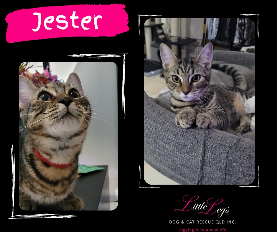 Jester - Male Domestic Short Hair Cat in QLD - PetRescue