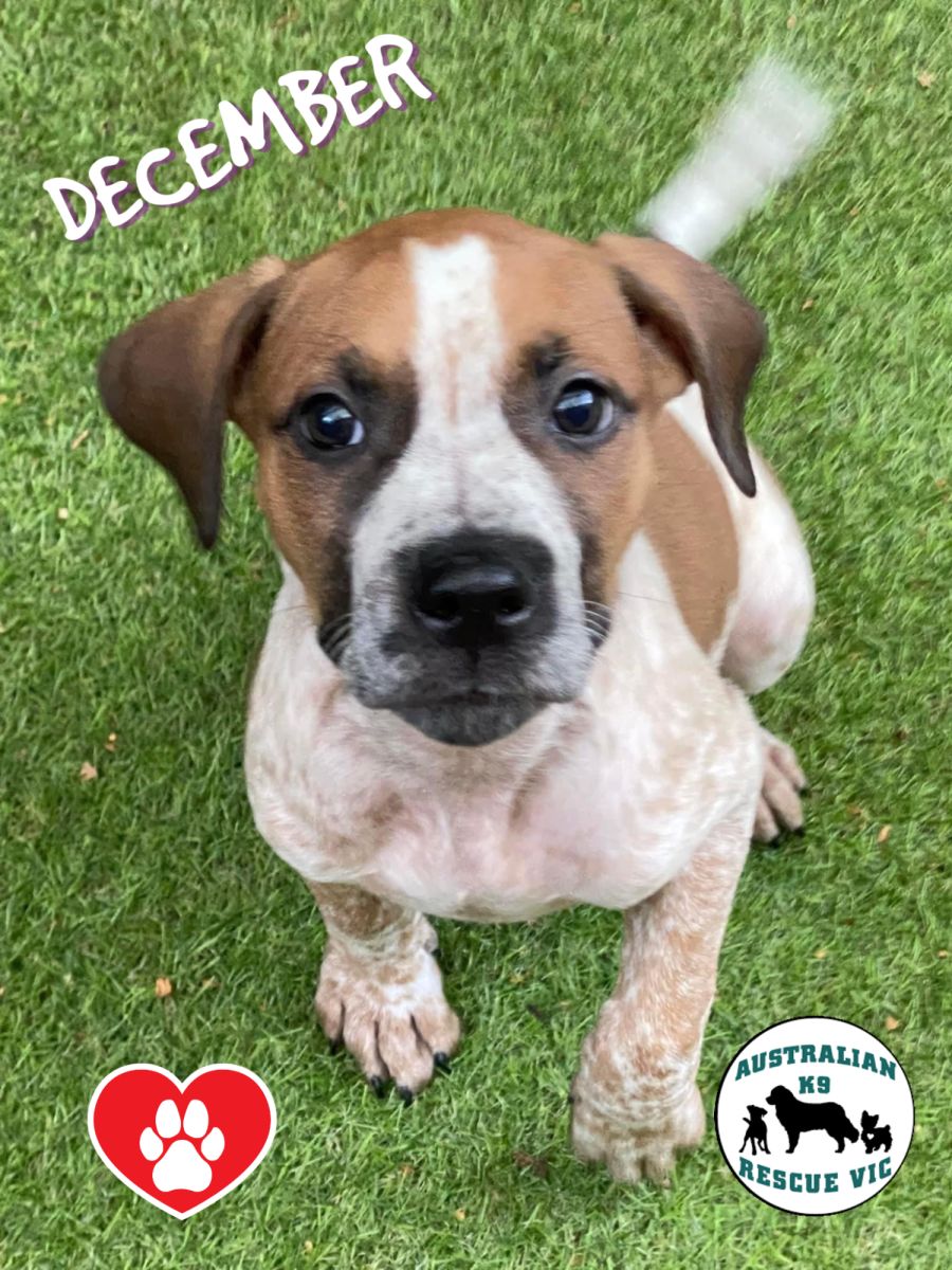 December - Medium Male Mixed Breed Dog in VIC - PetRescue