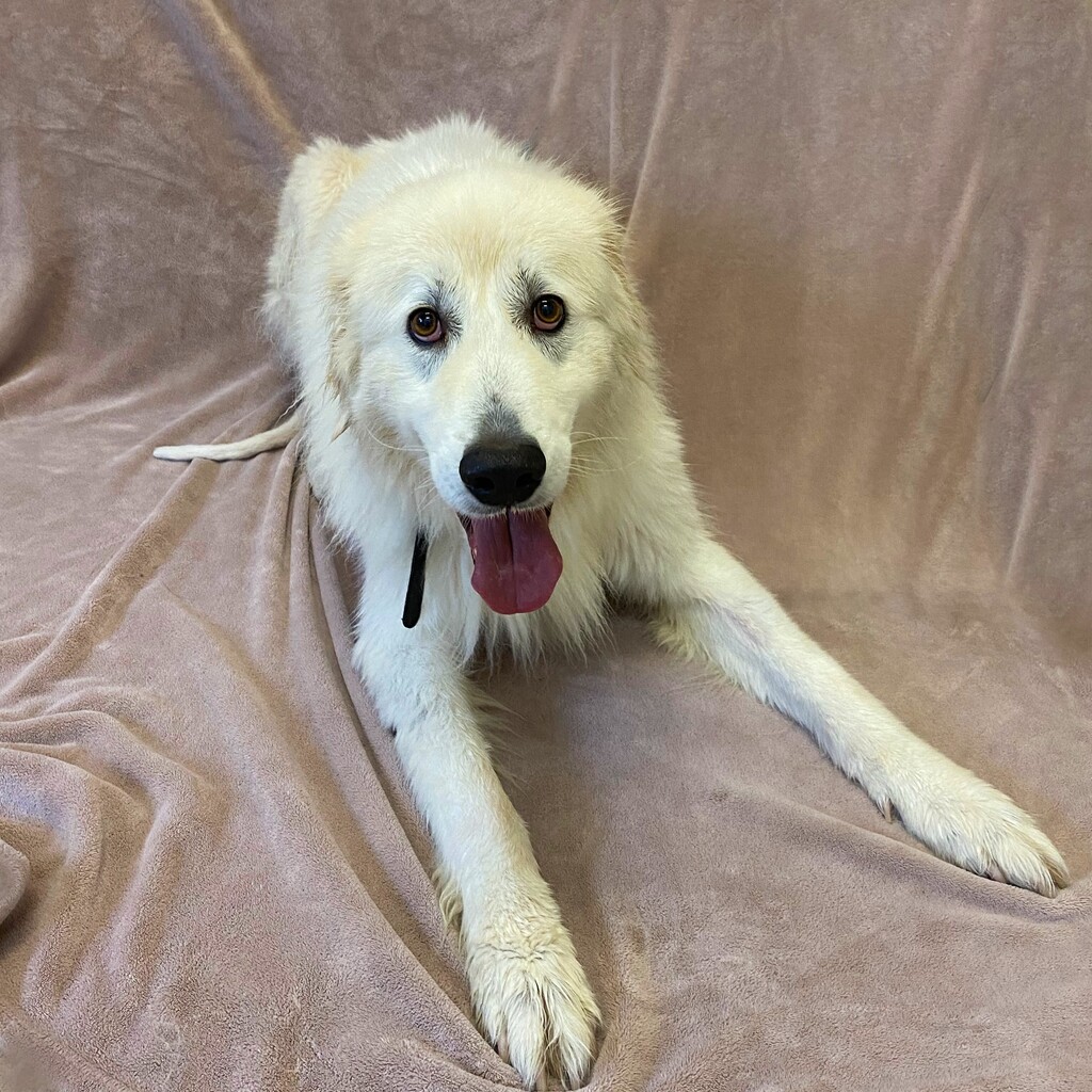 George - Large Male Maremma Sheepdog Mix Dog in VIC - PetRescue