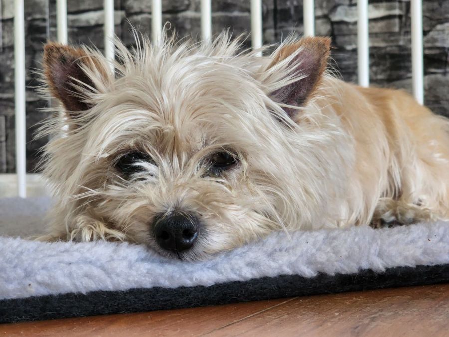Latte - Small Female Silky Terrier Dog in NSW - PetRescue