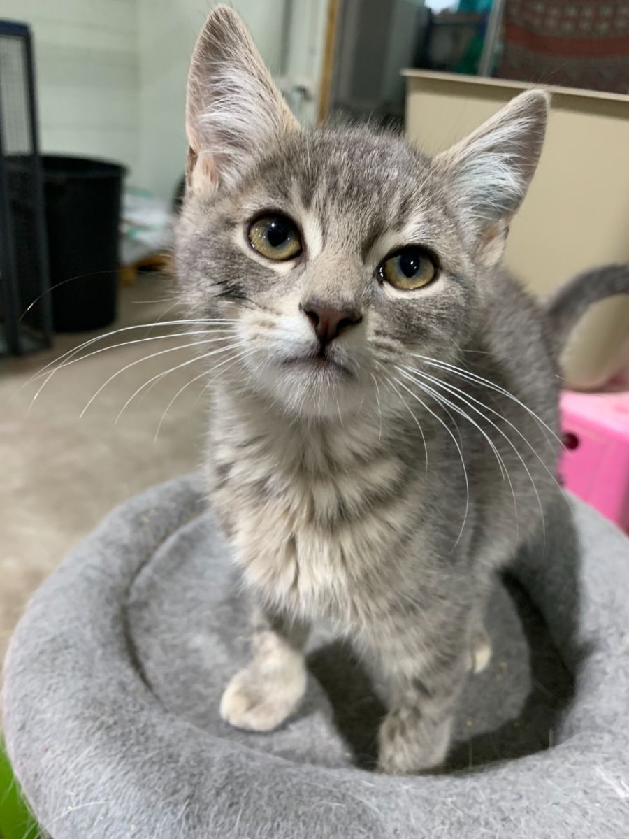 Sophie - Female Domestic Short Hair Cat in VIC - PetRescue