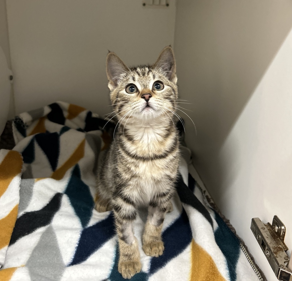 Pineapple - Female Dmh Mix Cat in WA - PetRescue
