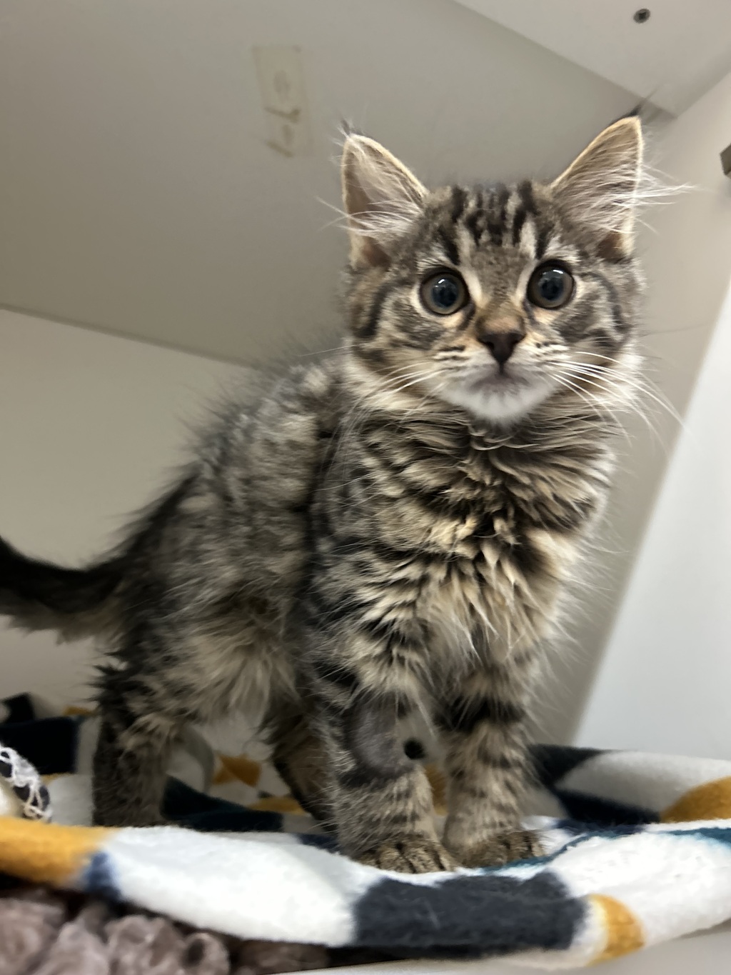 Watermelon - Female Dmh Mix Cat in WA - PetRescue