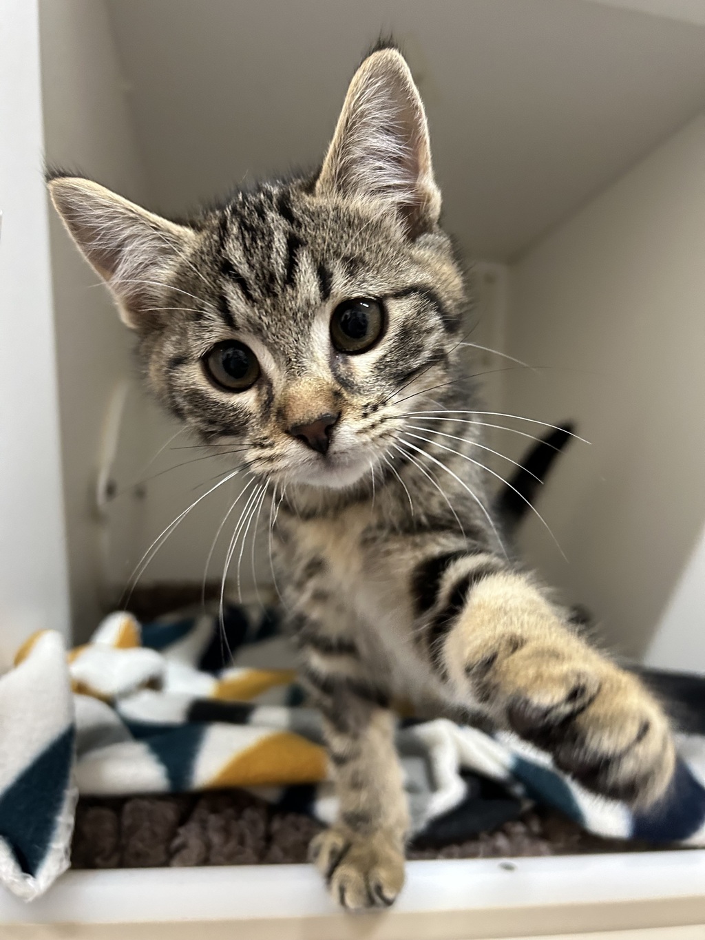 Orange - Male Dmh Mix Cat in WA - PetRescue