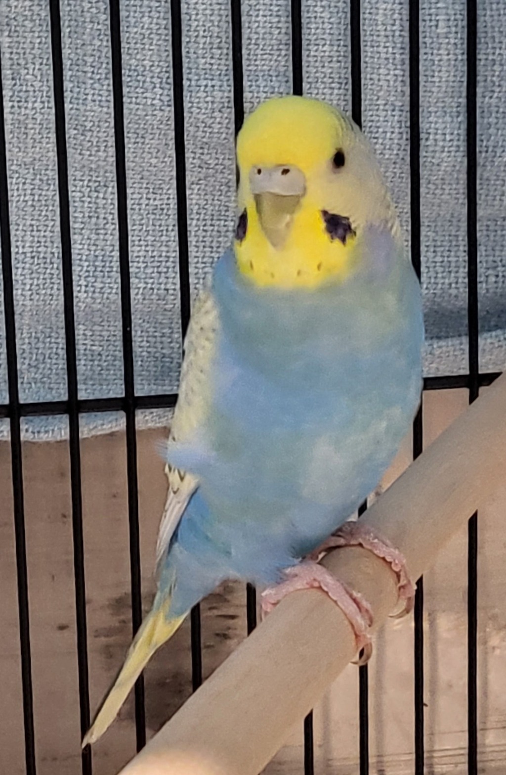 Billy - Female Budgie Mix Bird in ACT - PetRescue