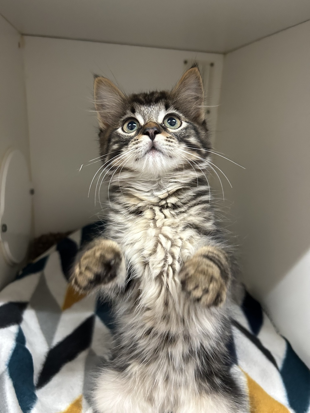 Nectarine - Male Dmh Mix Cat in WA - PetRescue