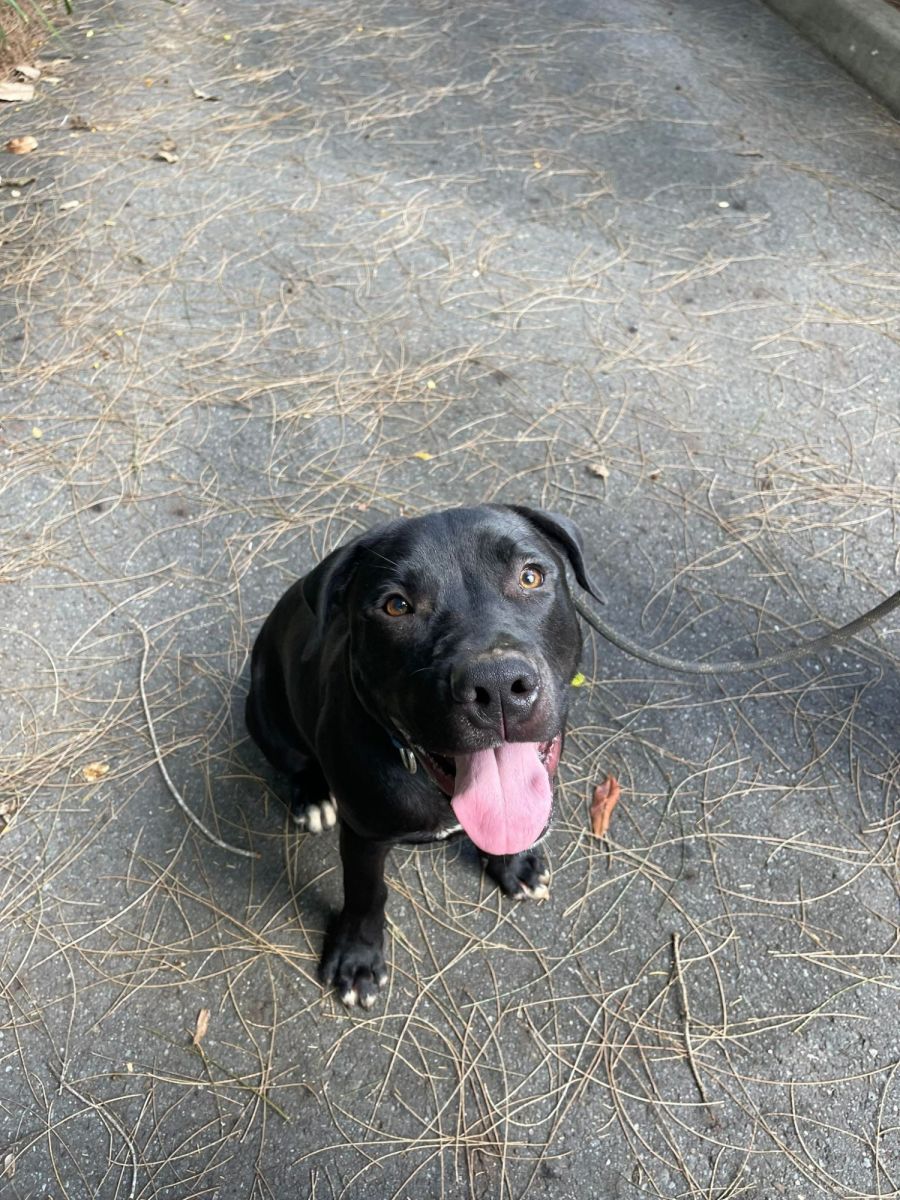 Buddy - Medium Male Staffy x Labrador Dog in NSW - PetRescue