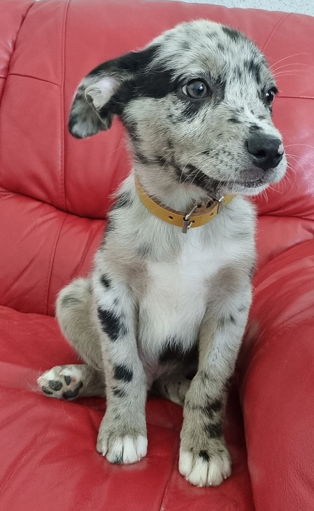 Frankie - Medium Male Australian Shepherd x Australian Koolie Mix Dog ...