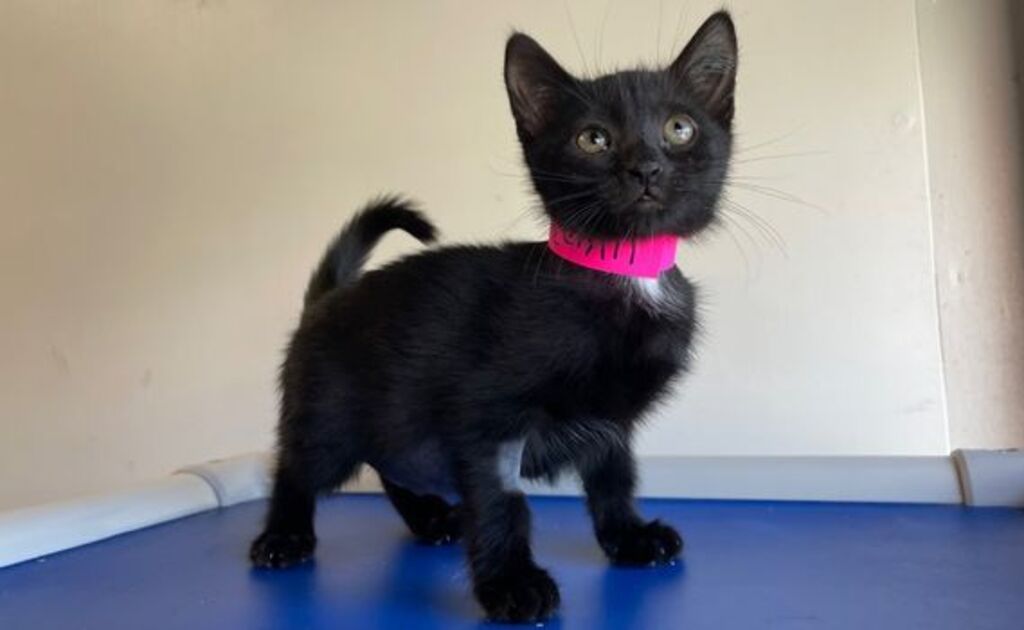 Lola - Female Domestic Short Hair Mix Cat in VIC - PetRescue