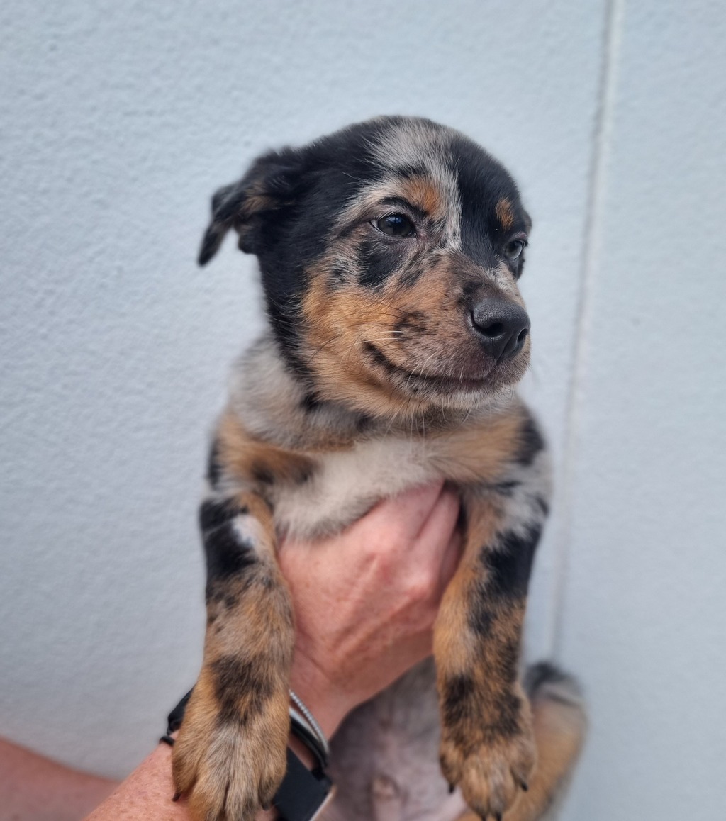 Monte Carlo - Large Male Australian Shepherd x Australian Koolie Mix ...