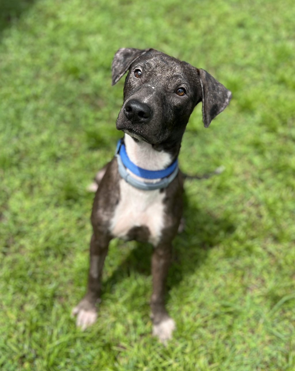 Narla - Large Female Bull Arab x Louisiana Catahoula Leopard Dog Mix ...