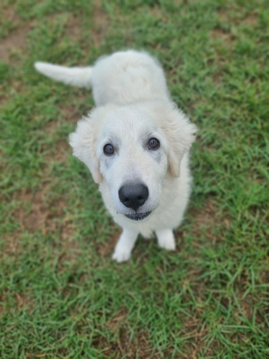 Mushu - Large Male Maremma Sheepdog Mix Dog in QLD - PetRescue