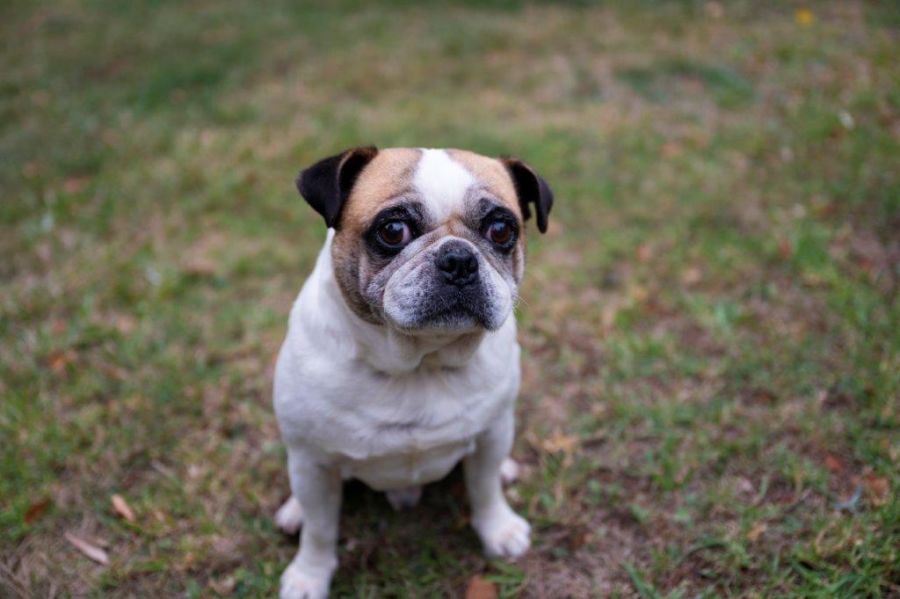 Braxton Nightingale - Small Male Pug Mix Dog in VIC - PetRescue
