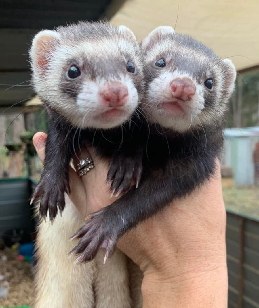Jj & Penelope - Female Ferret in VIC - PetRescue
