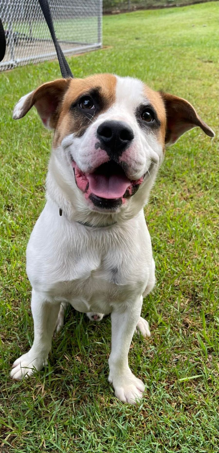 Alfie - Medium Male American Bulldog Mix Dog in NSW - PetRescue