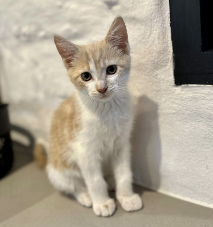 Nashi - Male Domestic Short Hair Cat in VIC - PetRescue