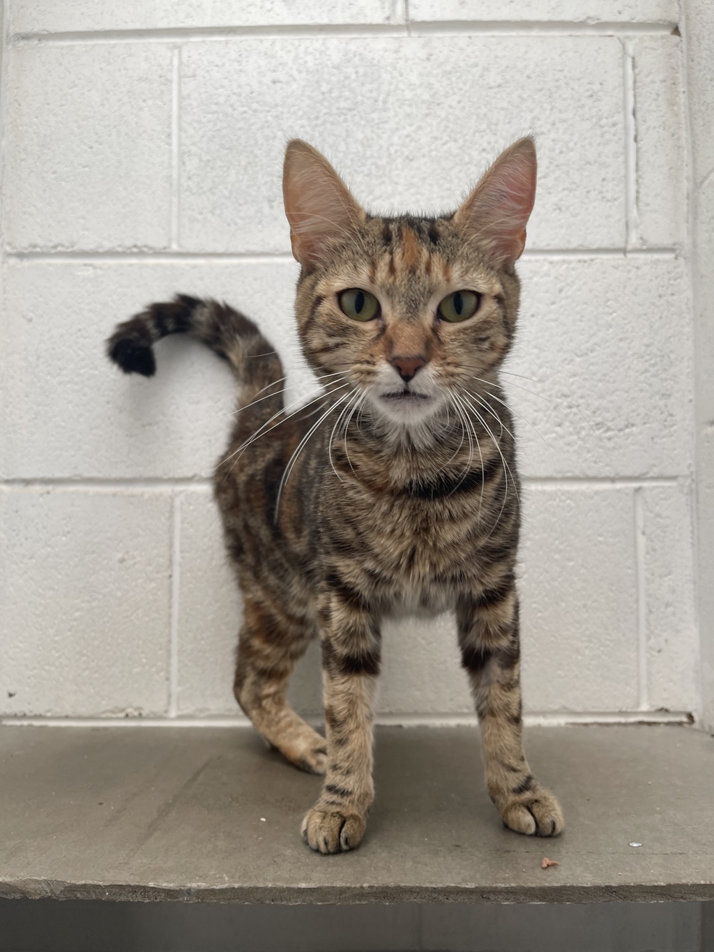 Issy - Female Domestic Short Hair Cat in VIC - PetRescue