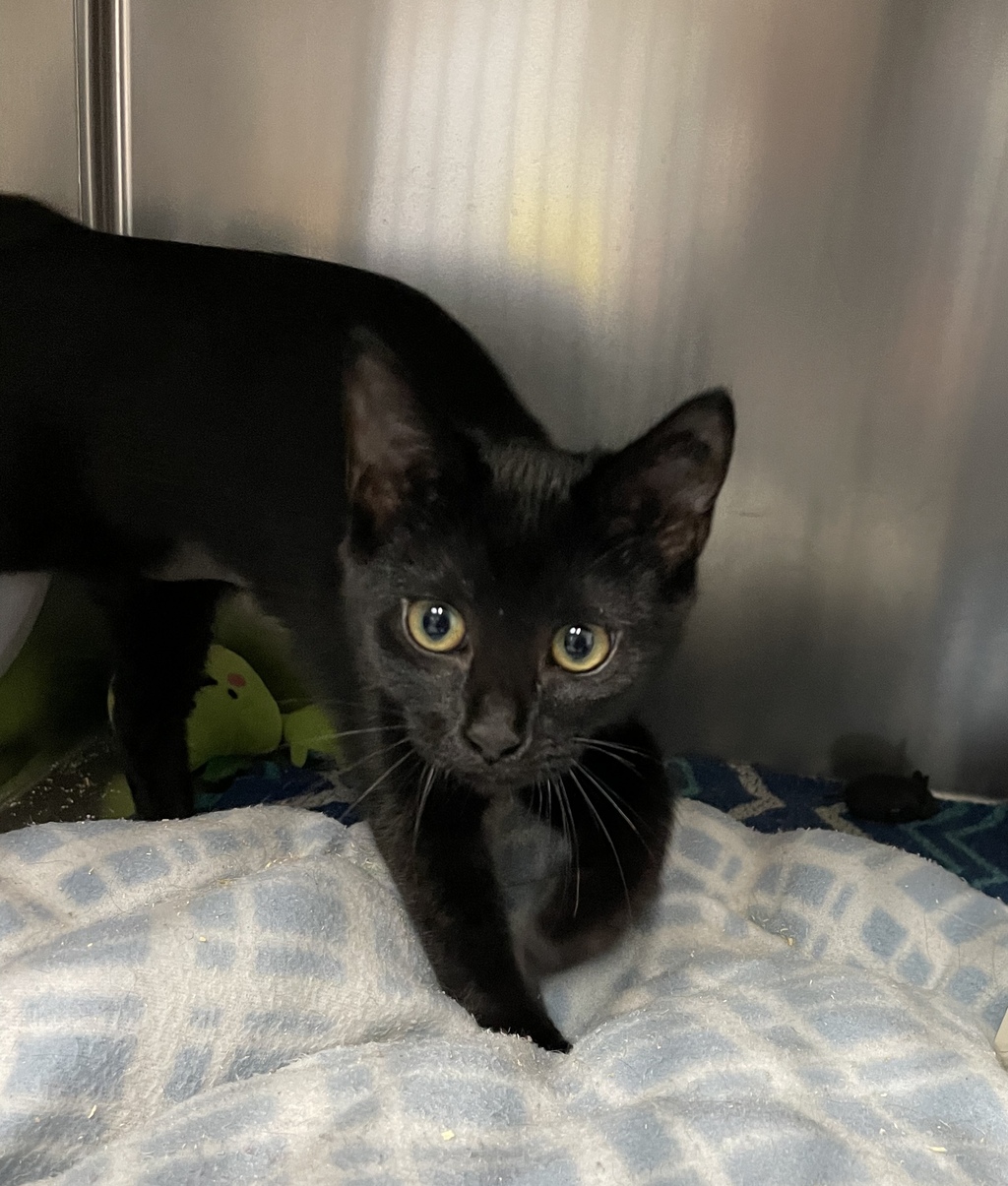 Shadow - Female Domestic Short Hair Cat in ACT - PetRescue