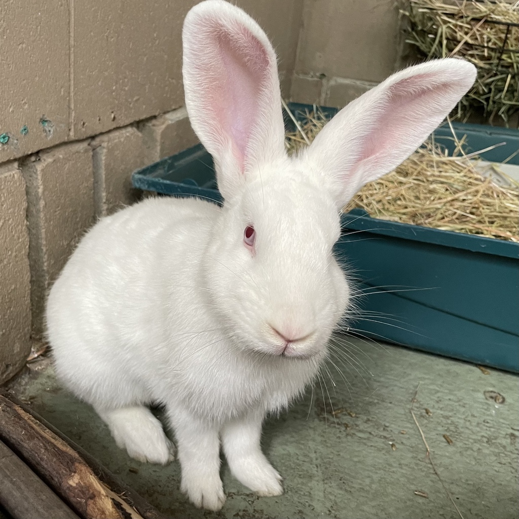 Winter - Male New Zealand Mix Rabbit in VIC - PetRescue