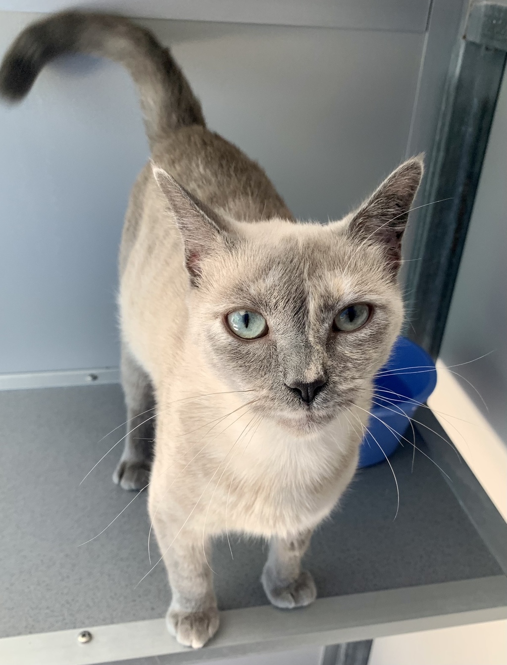 Mila - Female Burmese Mix Cat in QLD - PetRescue