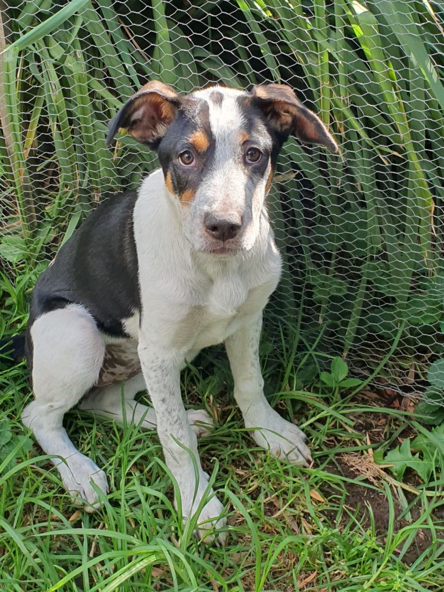 Stella - Medium Female Australian Cattle Dog Mix Dog in NSW - PetRescue