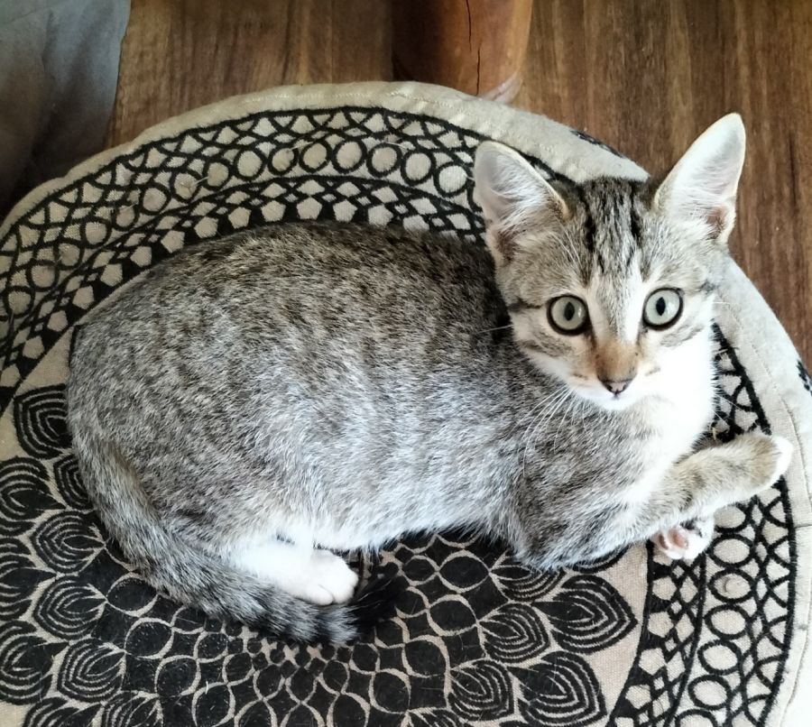 Tilly - Female Domestic Short Hair Cat in QLD - PetRescue