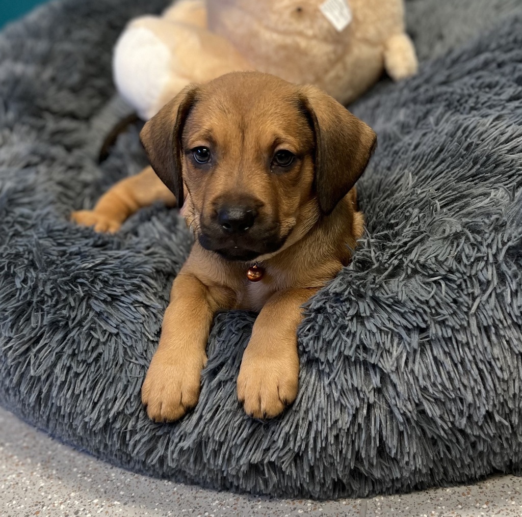 Ben - Medium Male Boxer x American Staffordshire Bull Terrier Mix Dog ...