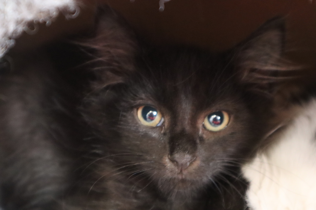 Slinky - Male Domestic Short Hair Mix Cat in VIC - PetRescue