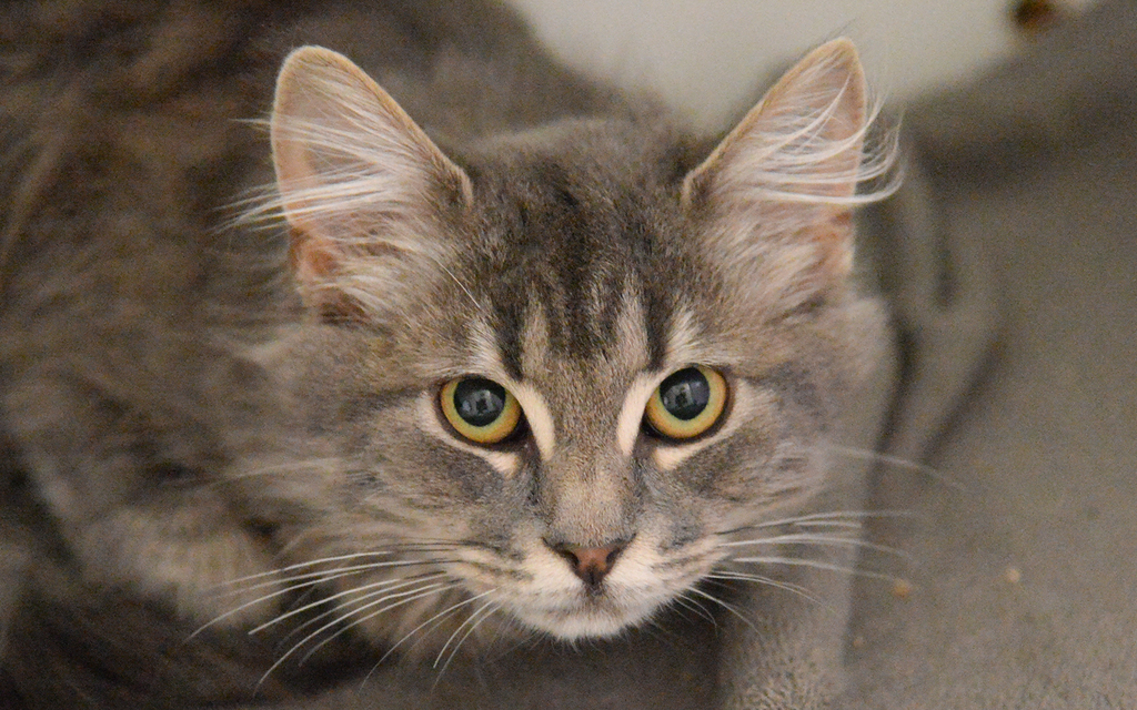 Sassafras - Female Domestic Medium Hair Mix Cat in VIC - PetRescue