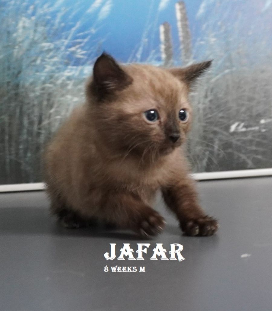 Jafar - Male Burmese Mix Cat in WA - PetRescue