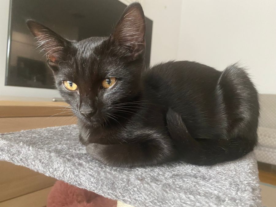 Rascal - Female Domestic Short Hair Cat in QLD - PetRescue